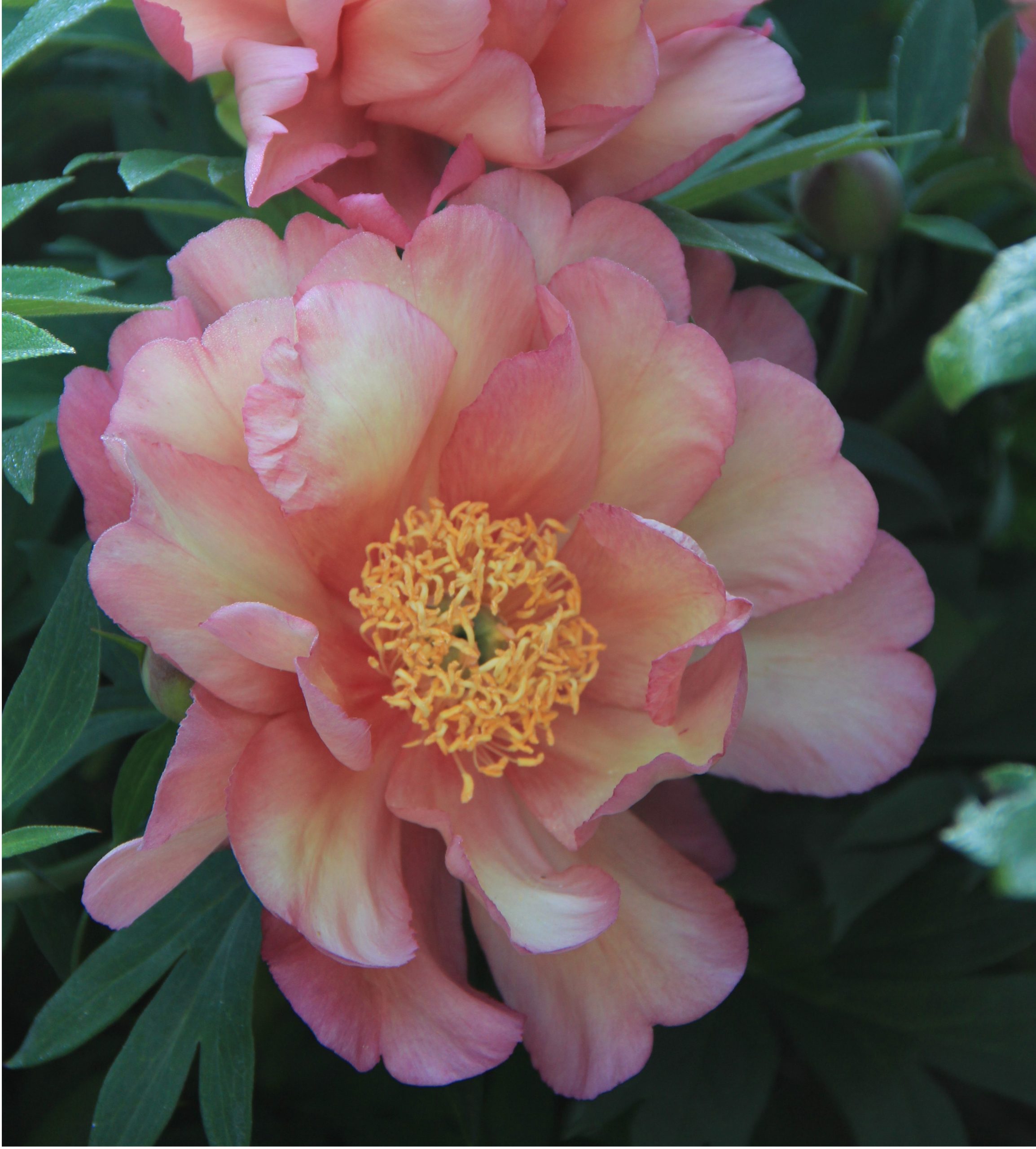 Julia Rose | Blithewold