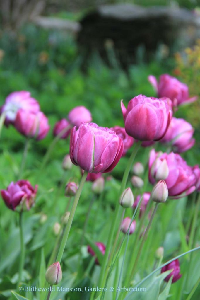 Trees and Tulips | Blithewold