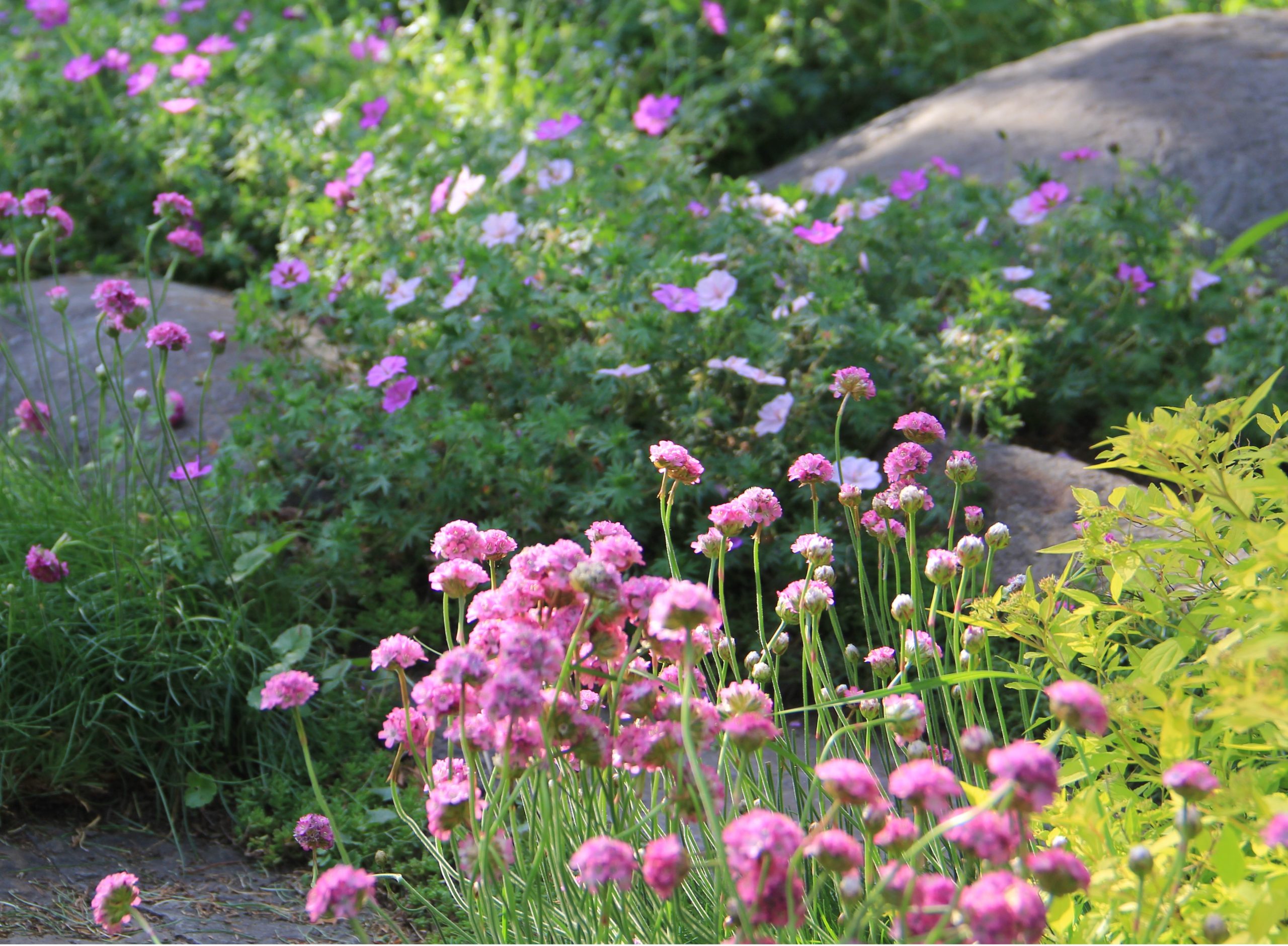 rock garden geraniums | Blithewold