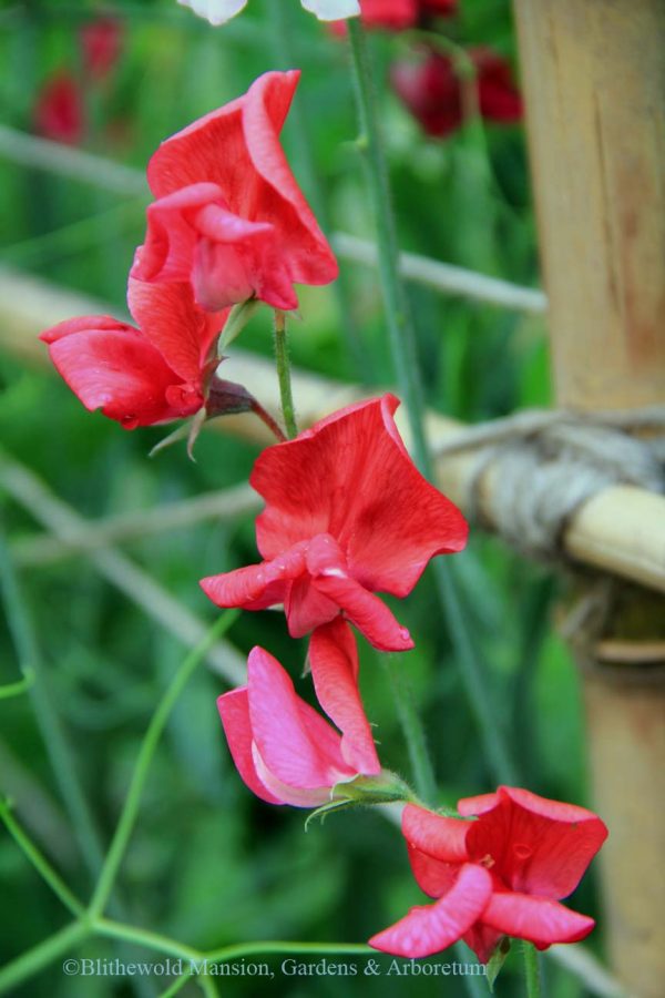 Sweet Pea Splendor | Blithewold