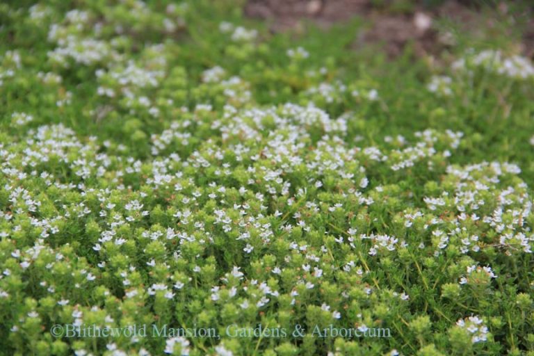 Quiet Thyme | Blithewold