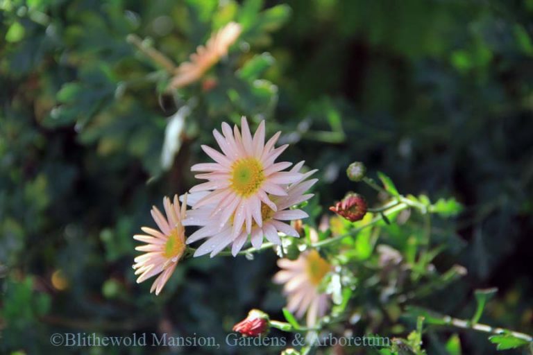 Chrysanthemum ‘Hillside Sheffield Pink’ | Blithewold