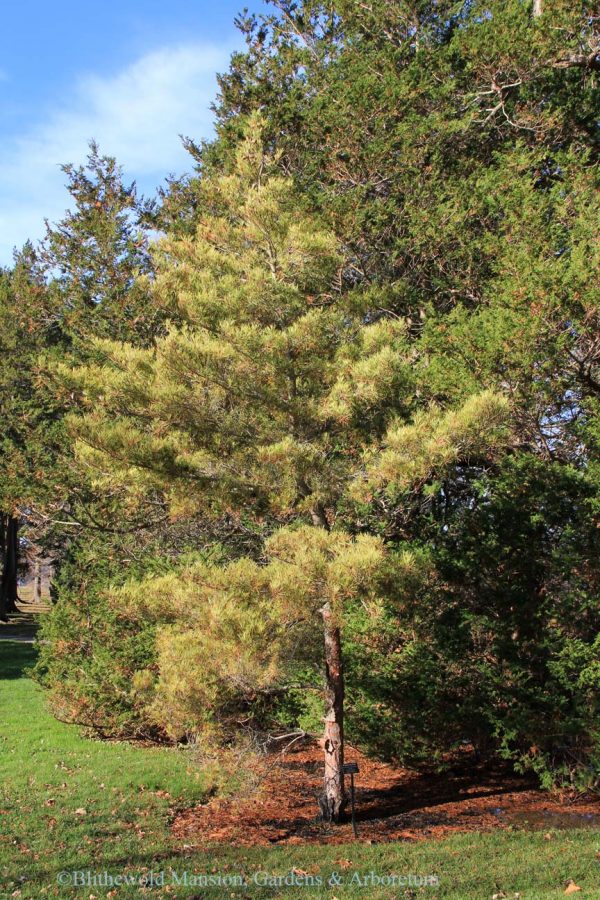 Dragon’s-eye Japanese Pine | Blithewold