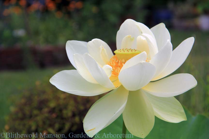 Lotus Appreciation Blithewold