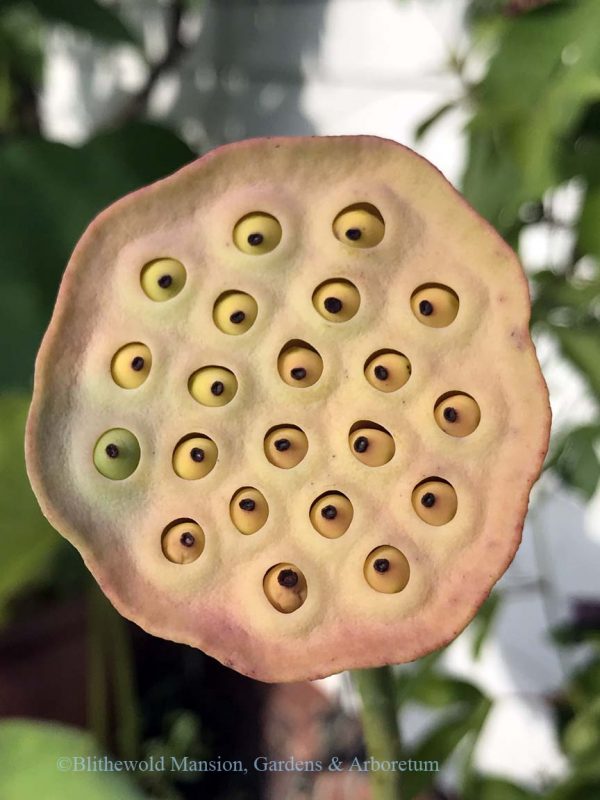 lotus pod | Blithewold