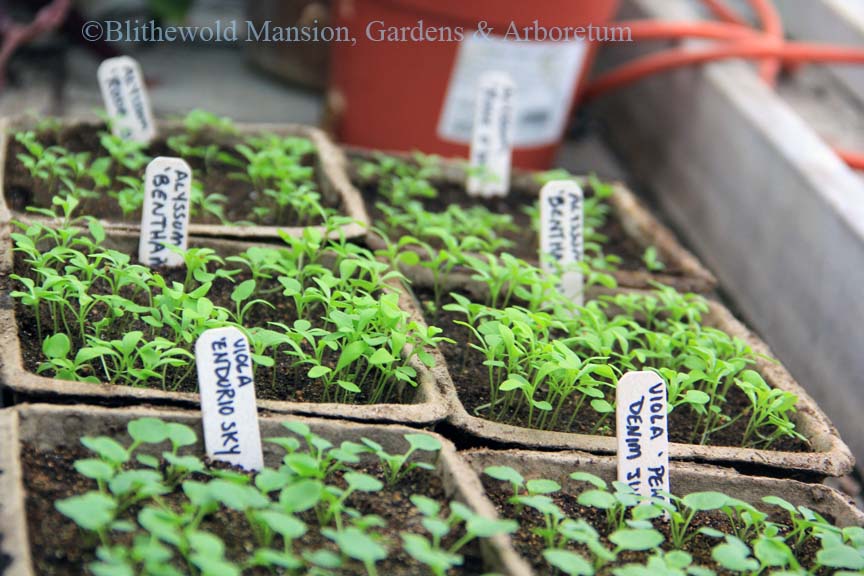 Seed Season | Blithewold