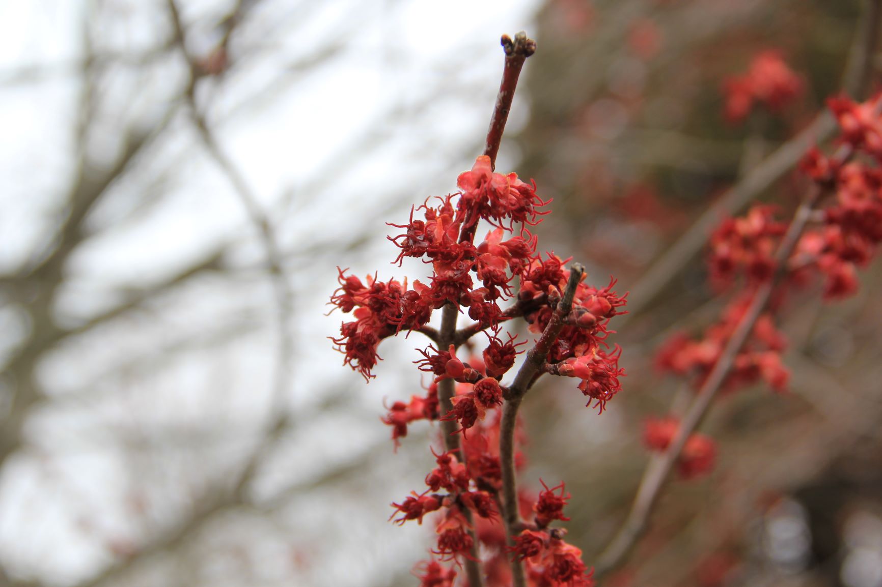 Bud Break | Blithewold