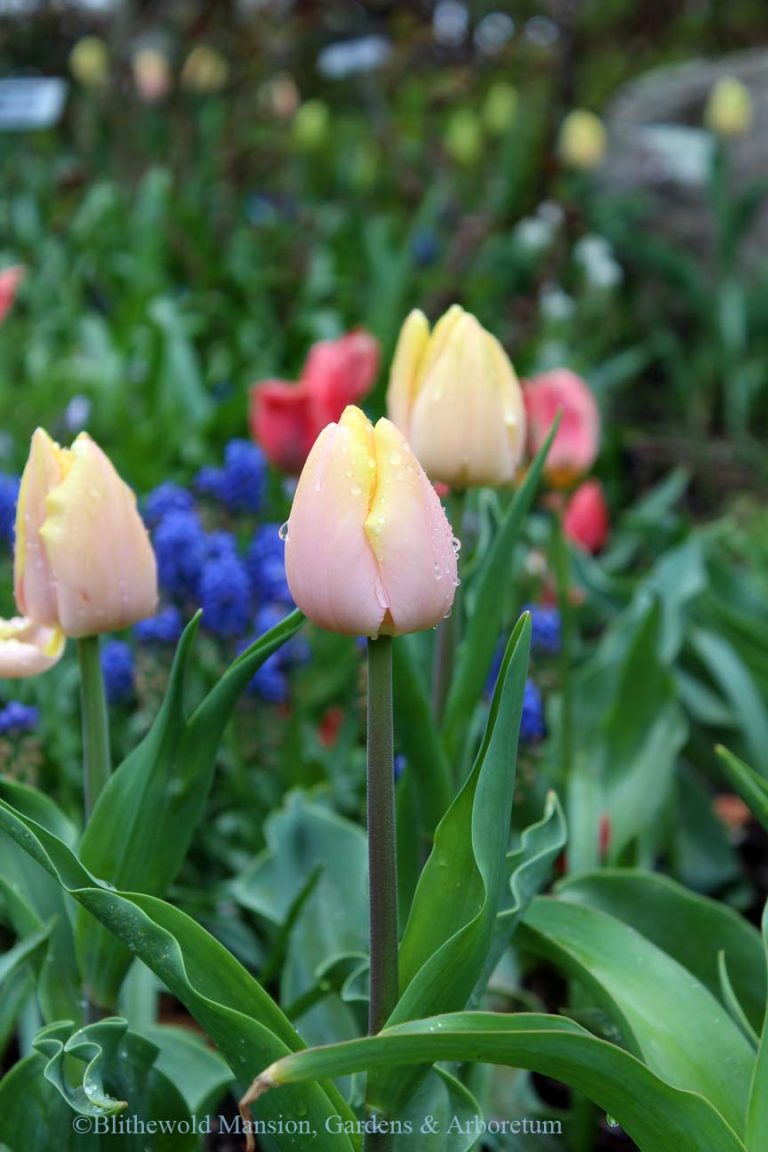 Tulip Time | Blithewold