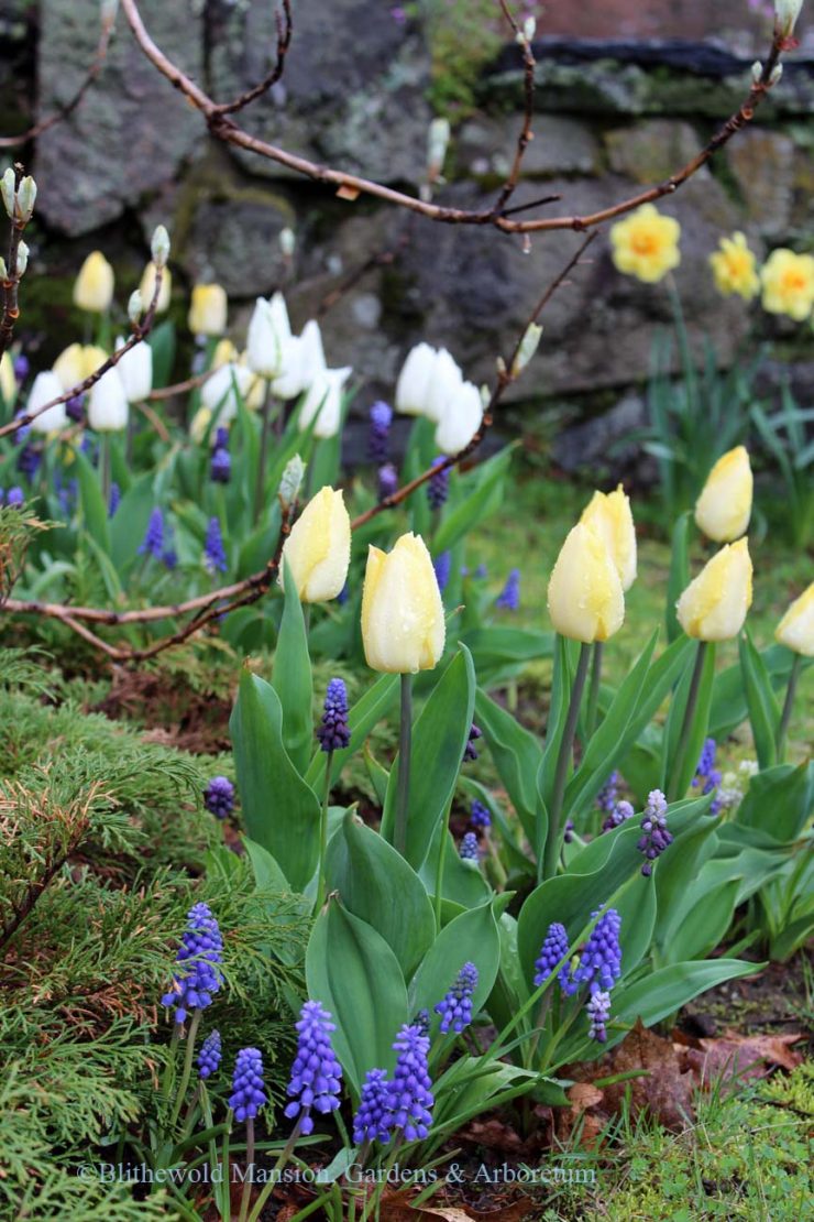 Tulip Time | Blithewold
