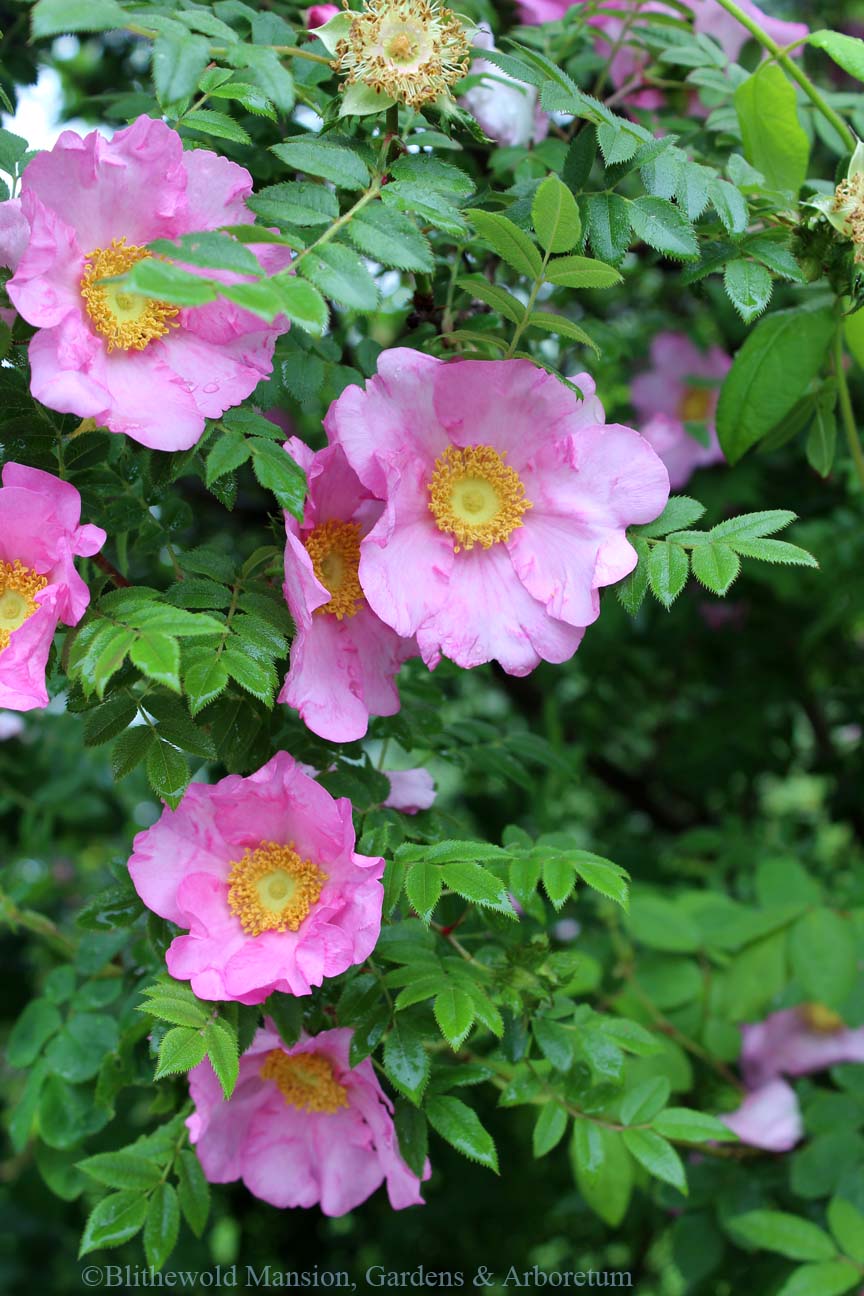 June Blooms | Blithewold