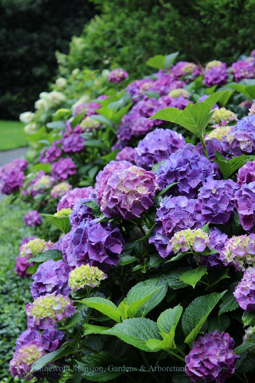 Midsummer Magic | Blithewold