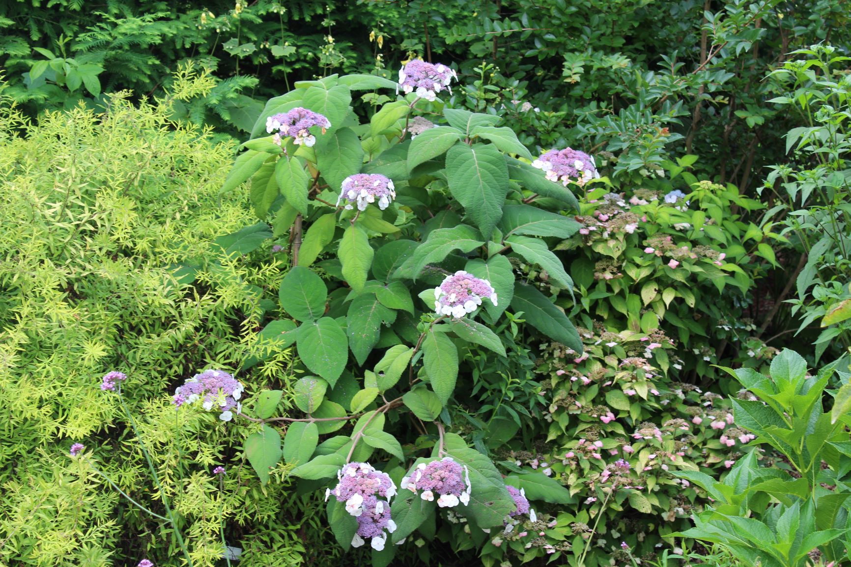 Plant patience | Blithewold