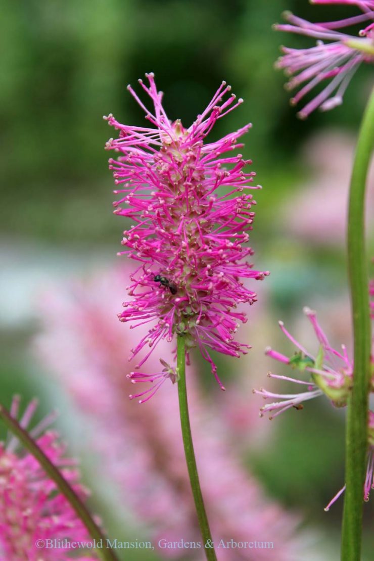 A Garden to Call Home | Blithewold