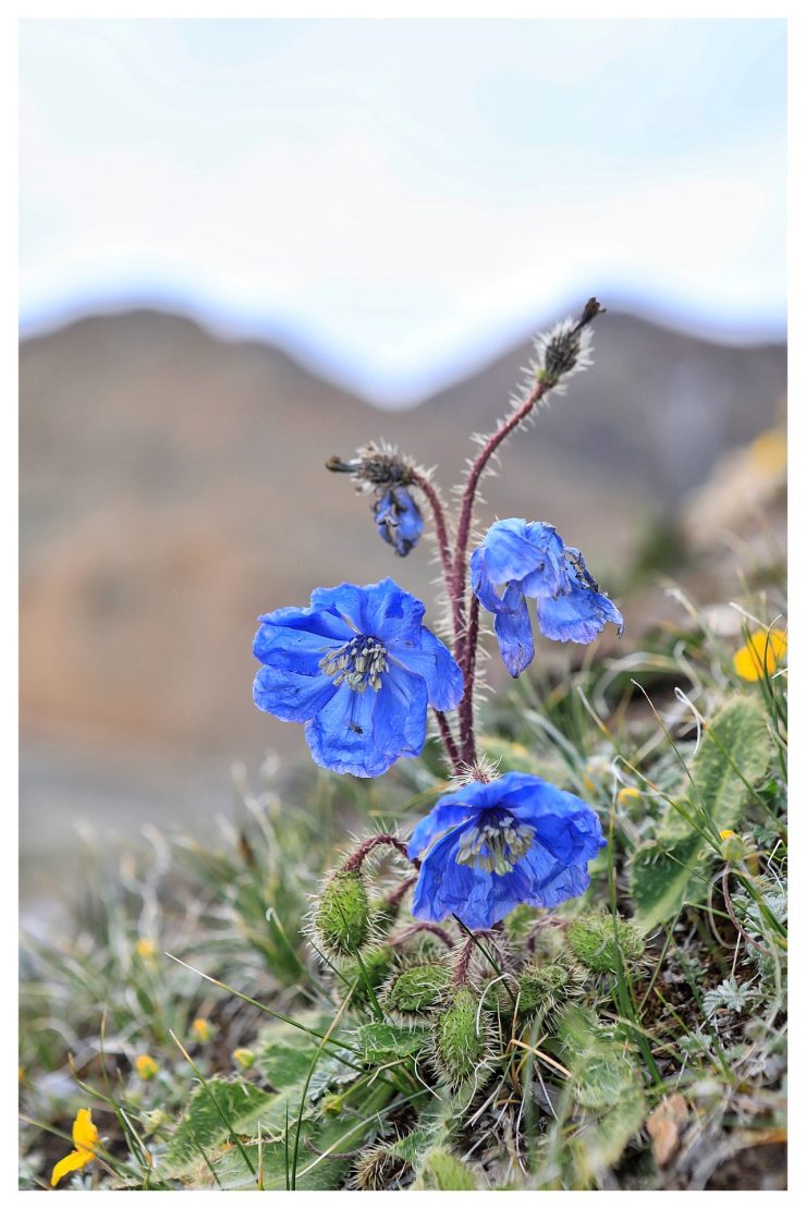 meconopsis1 | Blithewold