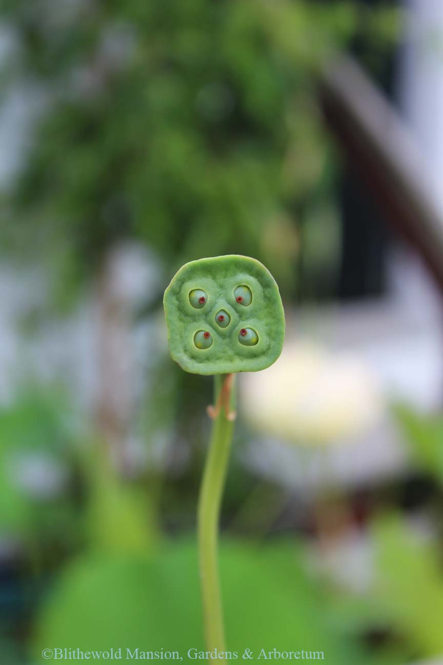 mini lotus pod | Blithewold
