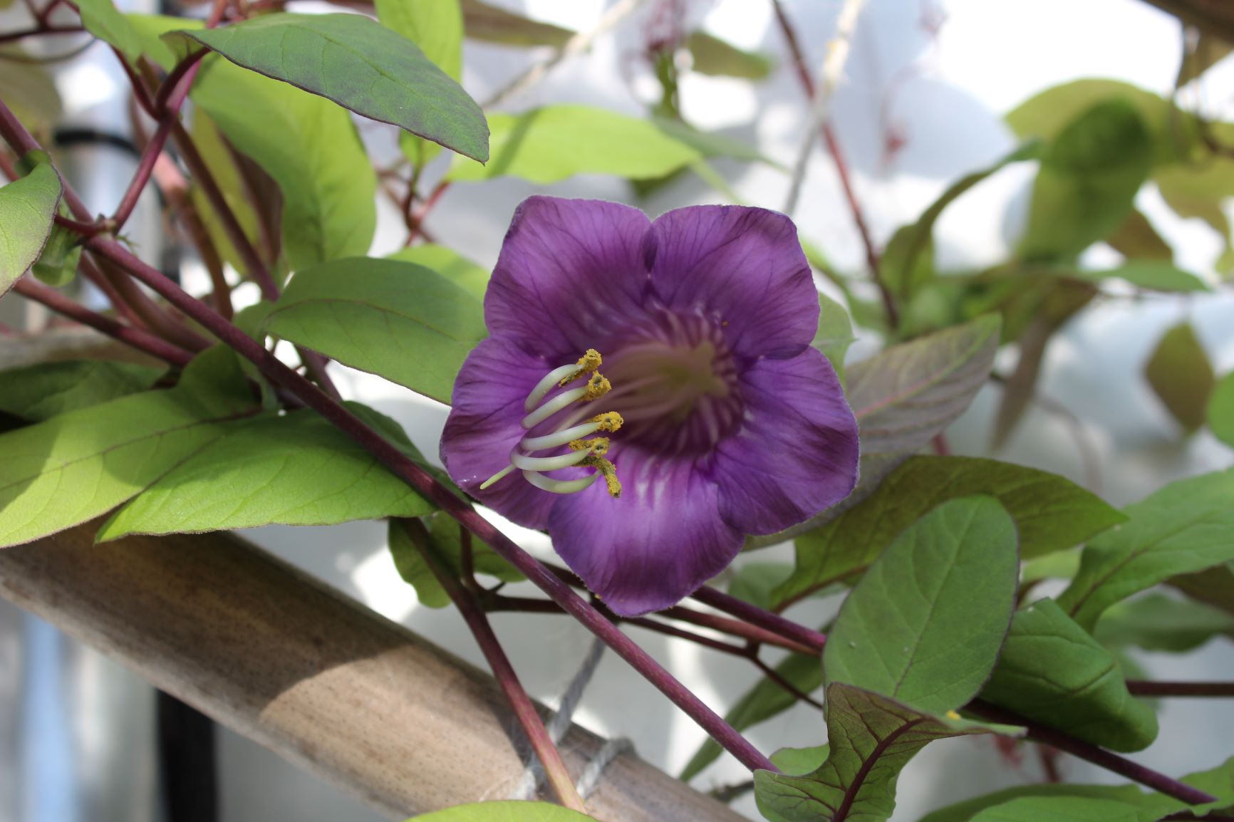 Greenhouse Trellis | Blithewold