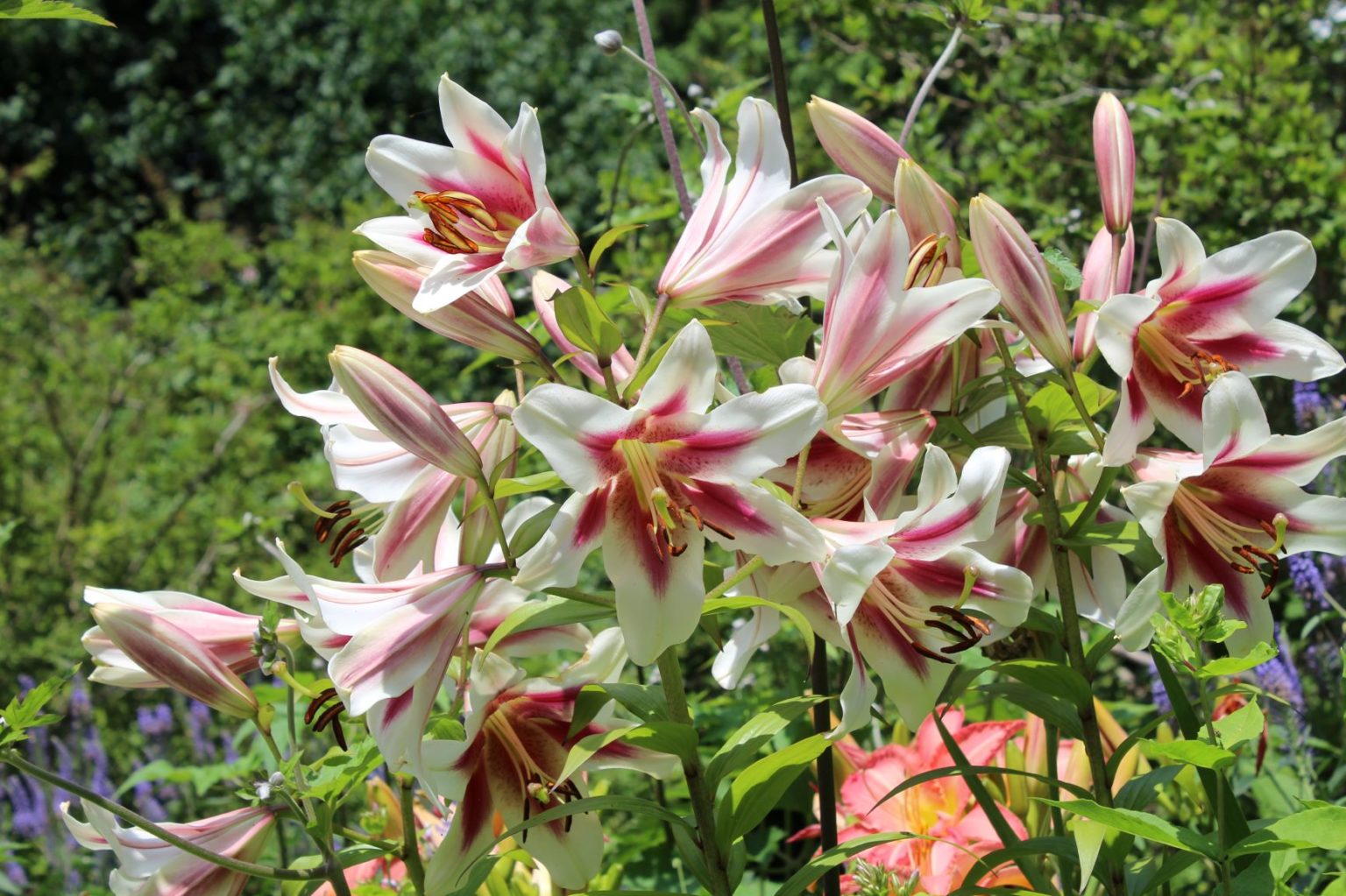 Sizzle of Summer | Blithewold