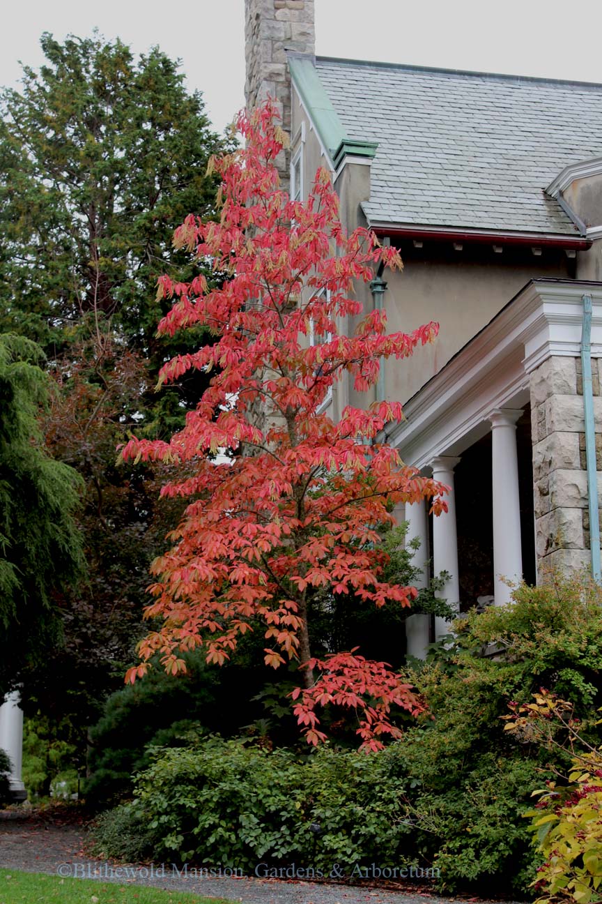 The Fullness of Fall | Blithewold