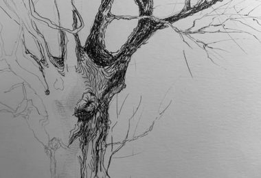 Nature Drawing at Blithewold | Blithewold
