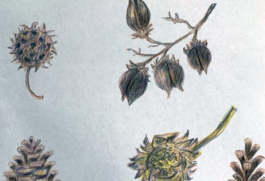 Nature Drawing at Blithewold | Blithewold