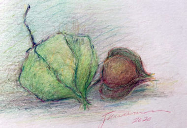 Nature Drawing at Blithewold | Blithewold