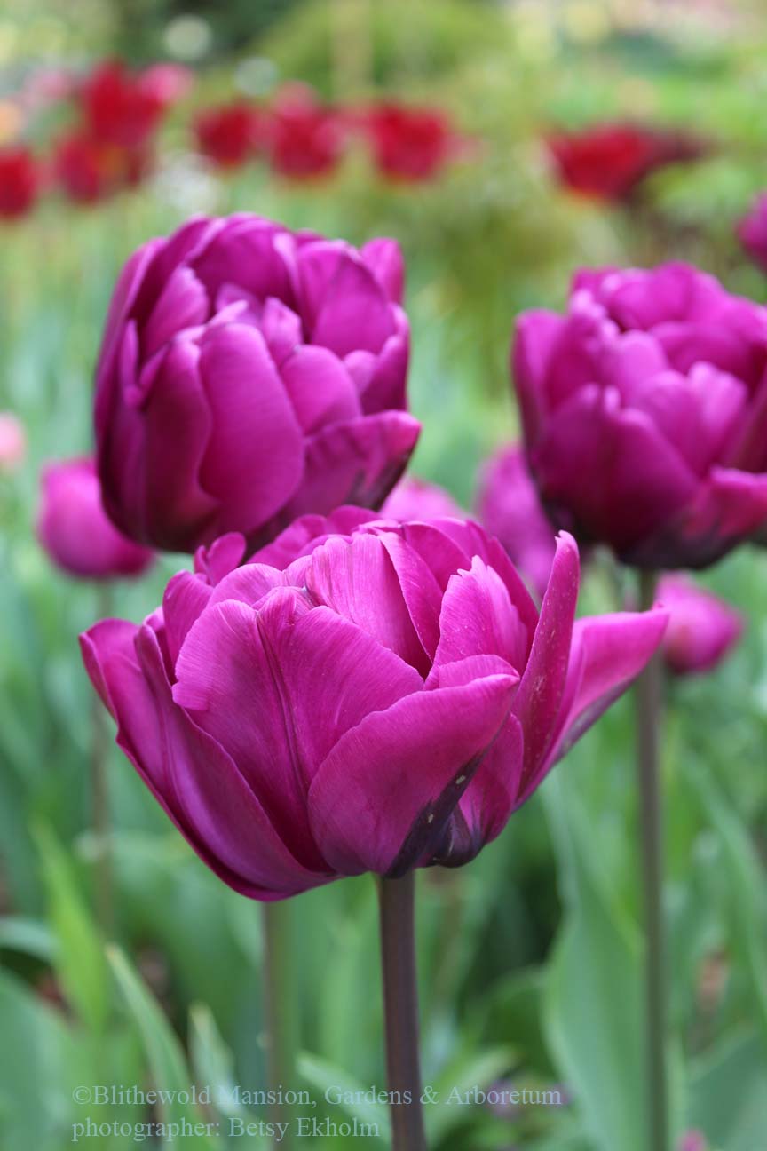 Emphatic, Glorious spring | Blithewold