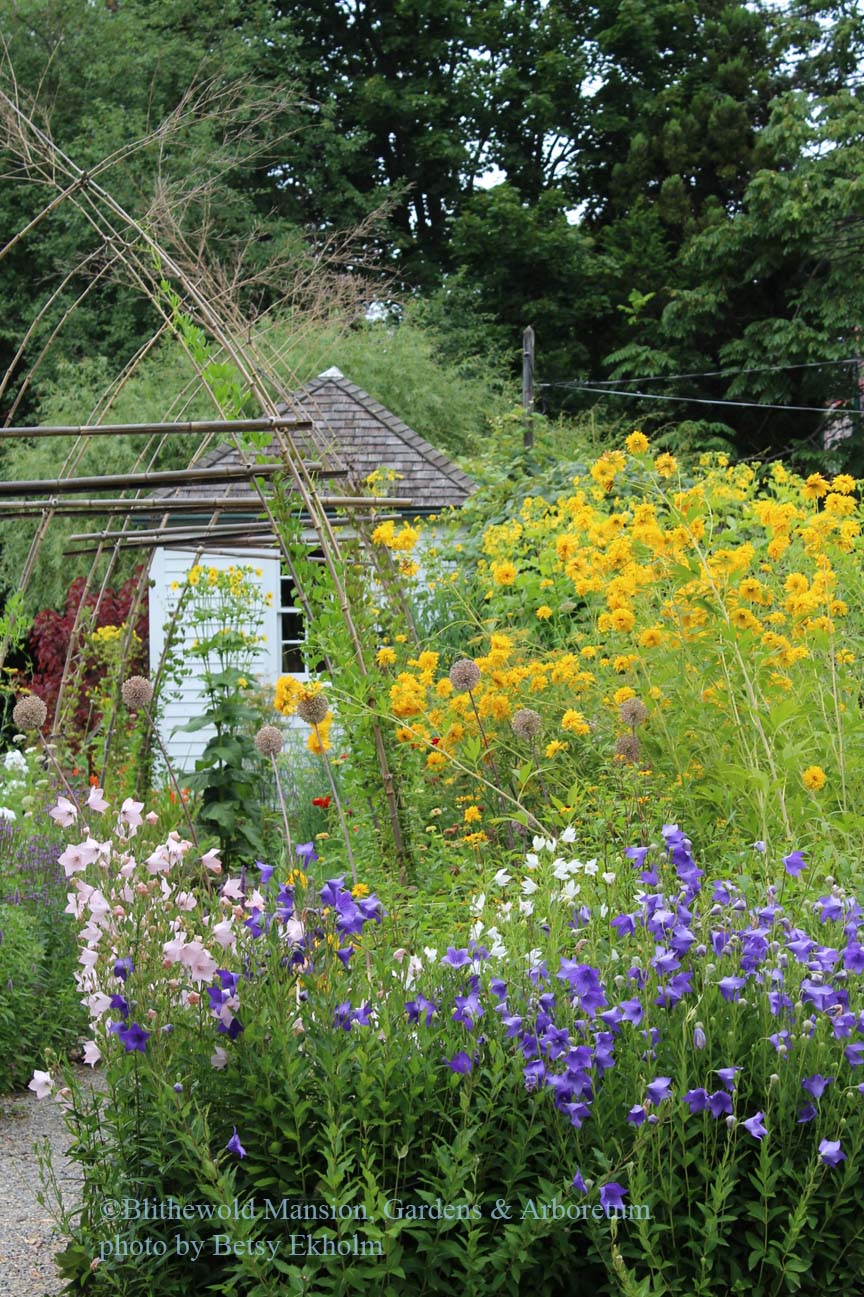 How to Use Color in the Garden | Blithewold