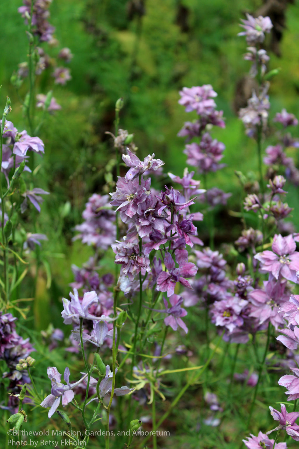 Hopes and Dreams, Heat and Humidity | Blithewold