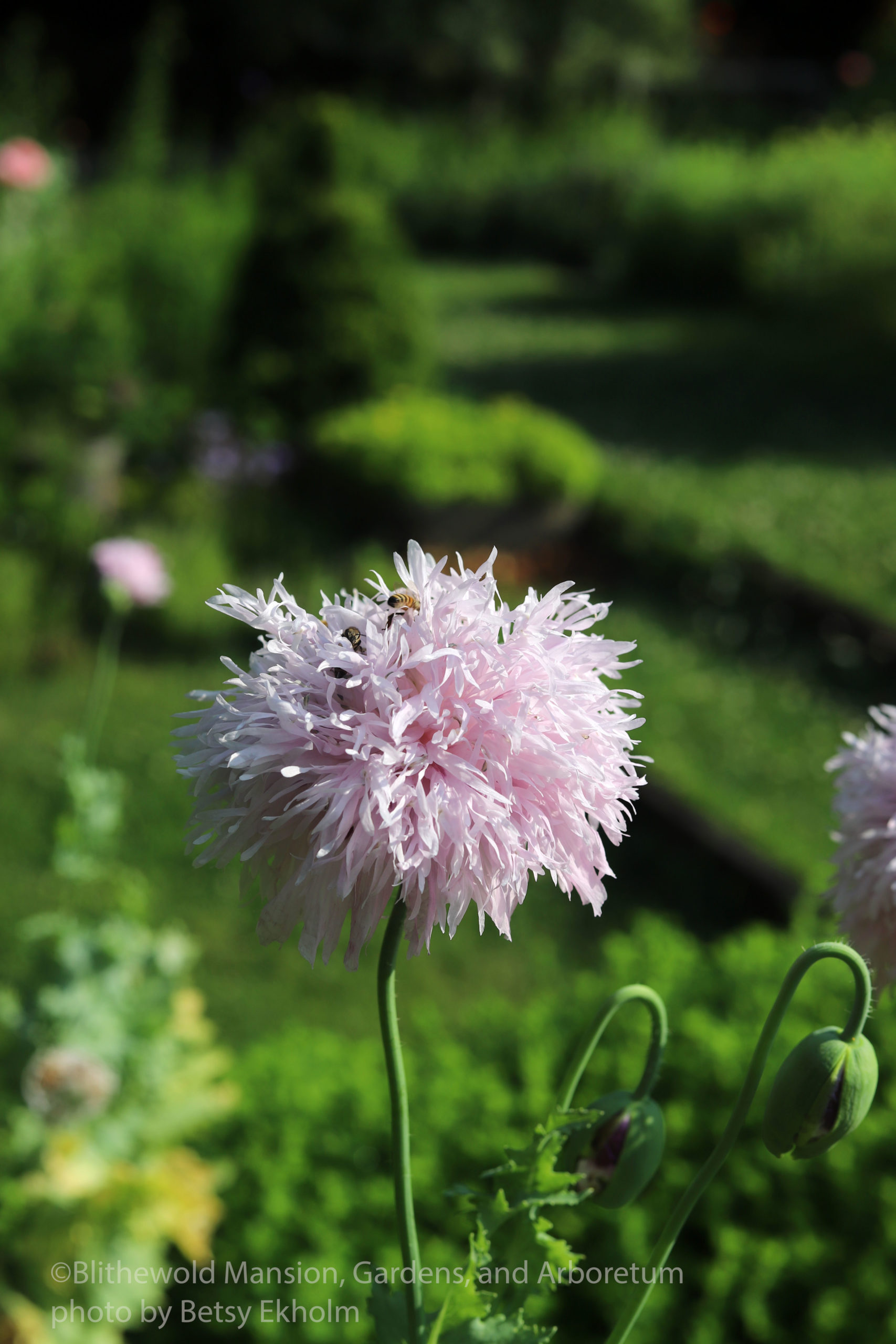 The Prettiest Poppies | Blithewold
