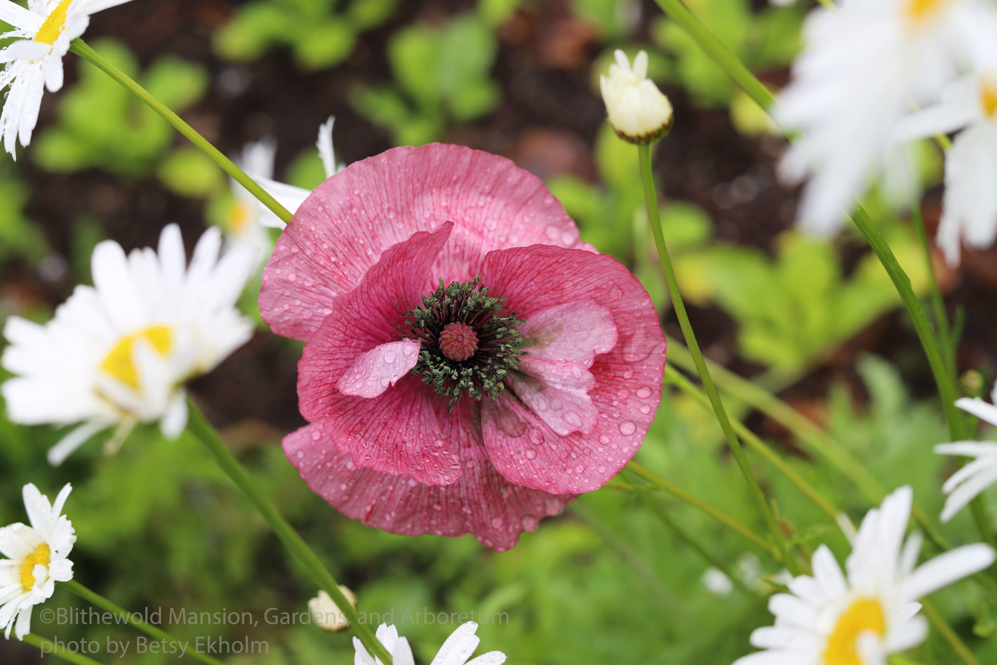 The Prettiest Poppies | Blithewold