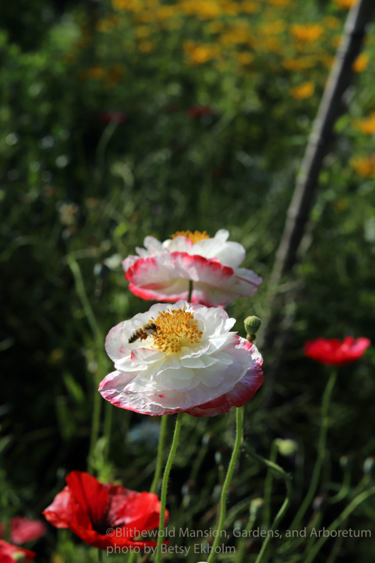 Poppies in Bloom at Blithewold | Bristol Rhode Island