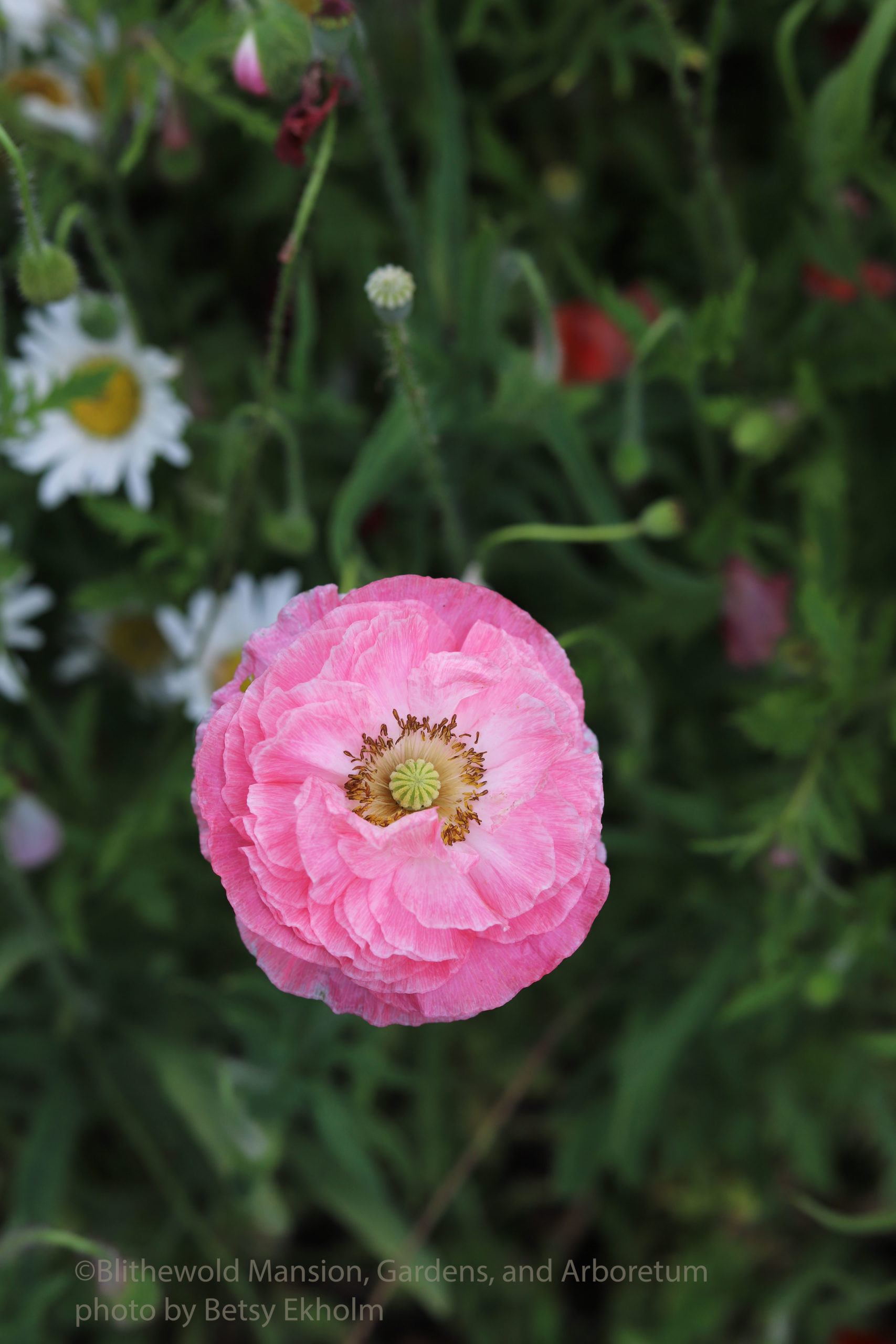 The Prettiest Poppies | Blithewold