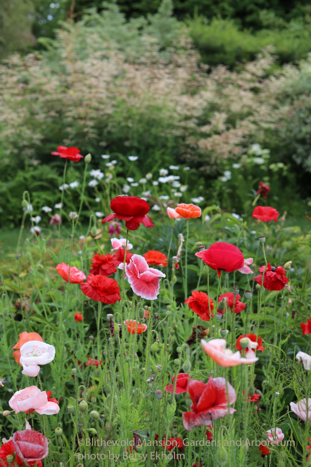 The Prettiest Poppies | Blithewold