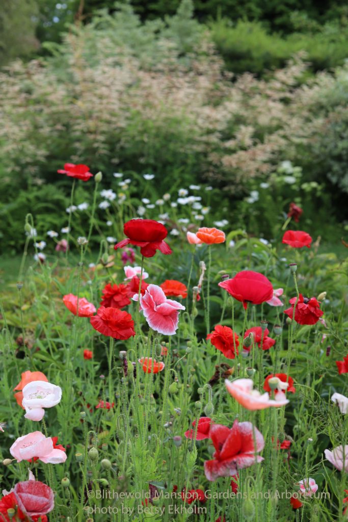 The Prettiest Poppies | Blithewold