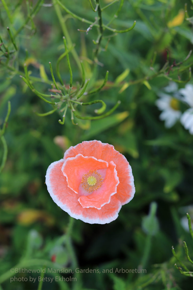 Poppies in Bloom at Blithewold | Bristol Rhode Island
