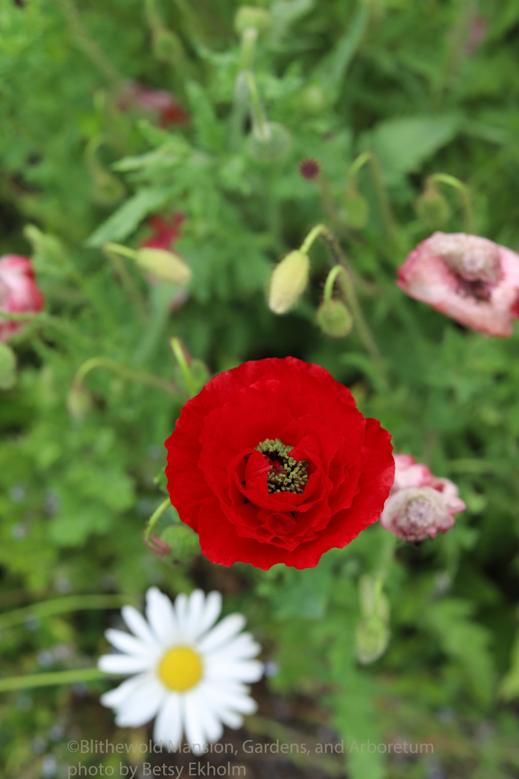 Poppies in Bloom at Blithewold | Bristol Rhode Island