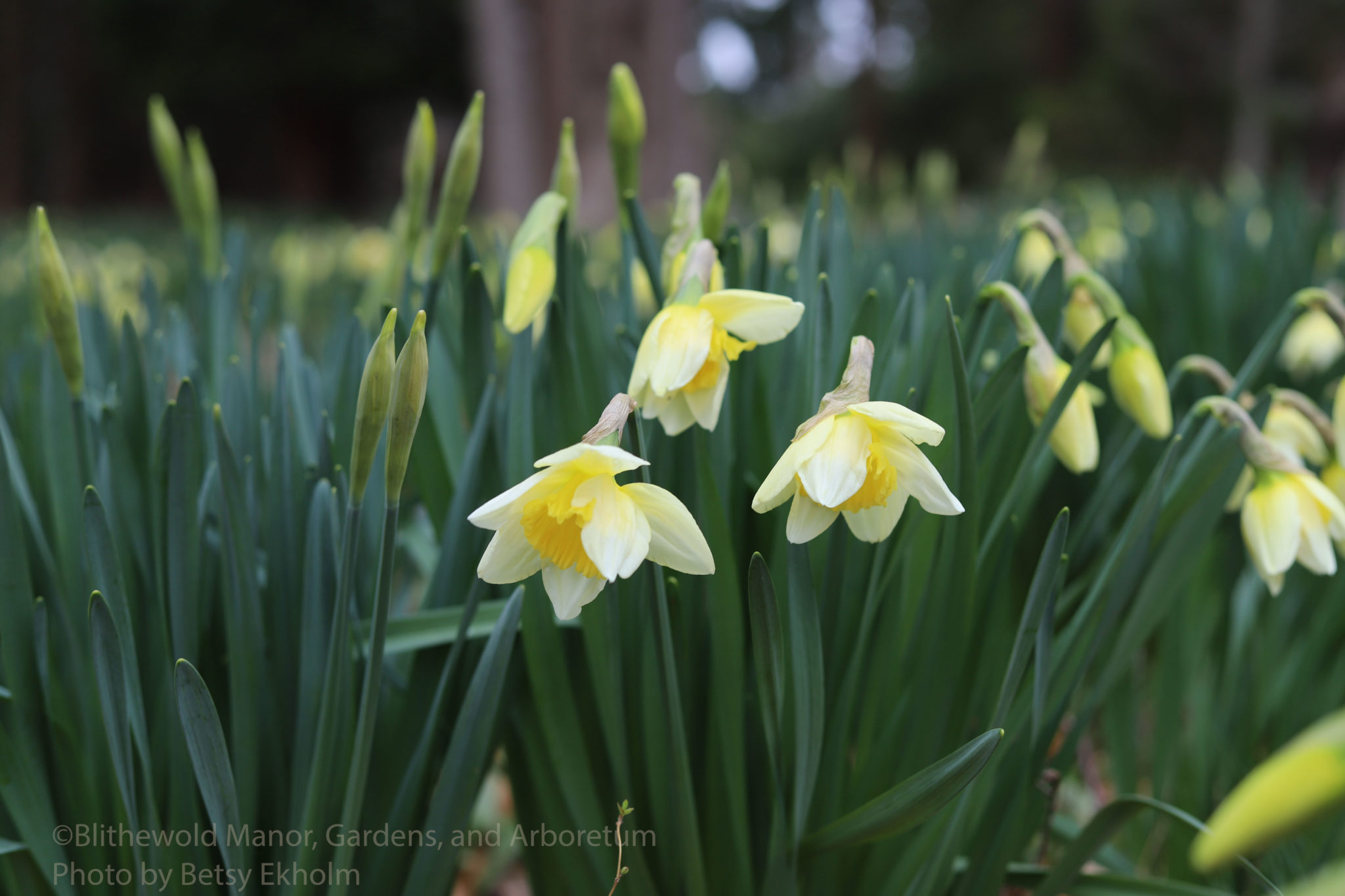 Daffodils for Days and Days | Blithewold