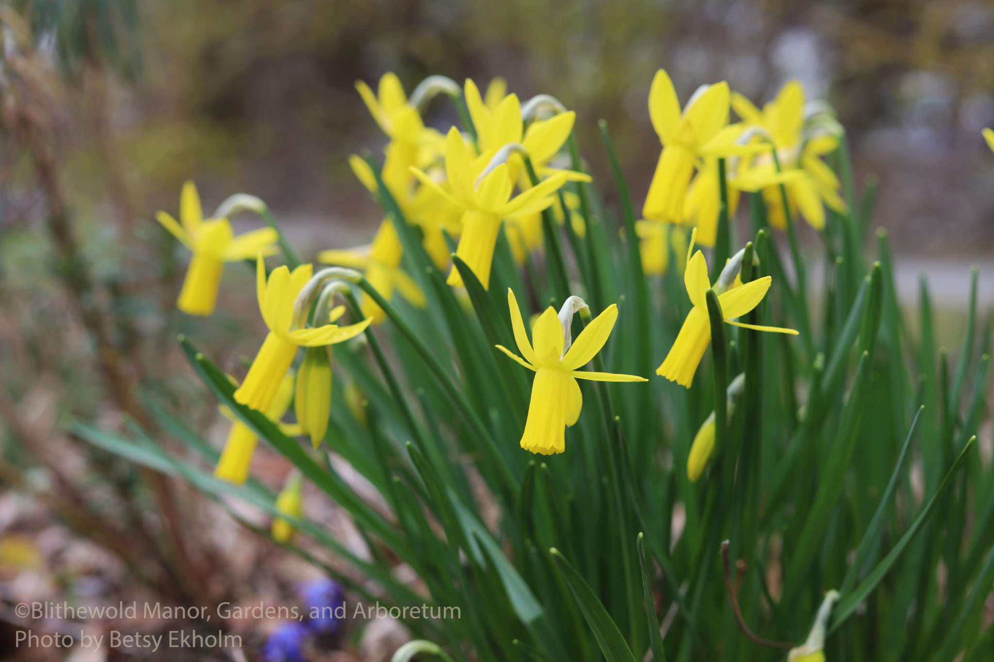 Daffodils for Days and Days | Blithewold