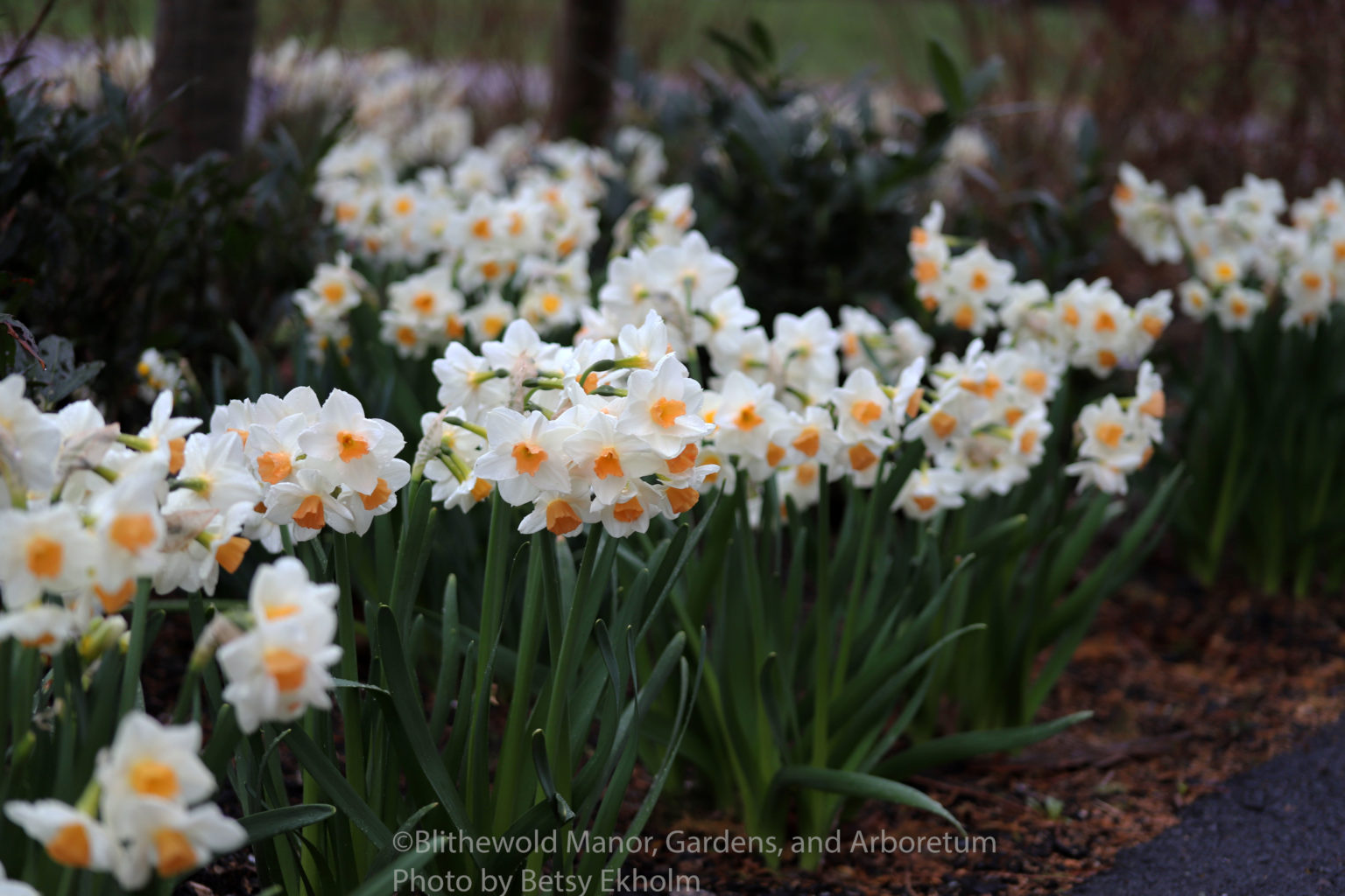 Daffodils Put On A Breathtaking Show | Blithewold